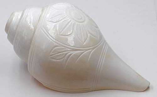 Amazon.in Bestsellers: The most popular items in Decorative Seashells
