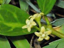 Healthy Vibe Gurmar Gudmari Meshashringi Medhasingi Gymnema Sylvestre ...