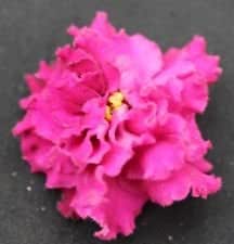 Amazon.com : African Violet Plant- Redoubled : Patio, Lawn & Garden
