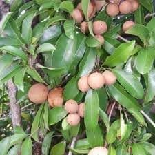 Creative Farmer Live Exotic Fruit Plant Sapota Chiku (Sapodilla ...