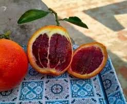 THE GREEN VIEW GARDENS Red Lemon Australian Red Lime Healthy Live Plant ...