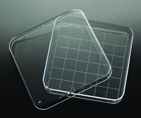 Square Petri Dish with Grid, 500/CS: Amazon.com: Industrial & Scientific