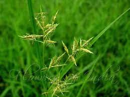 Buy Shrisha Organic Musta| Musta| Nut Grass (Cyperus rotundus)) Powder ...