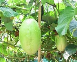 VENUS-ONLINE Akasha Vellari;(Passiflora quadrangularis); Giant ...