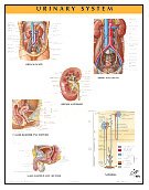 Urinary System Chart (Netter Charts) : Netter, Frank H.: Amazon.es: Libros