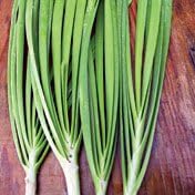 Amazon.com : Nira Garlic Chives - 1/2 oz. : Chive Plants : Patio, Lawn ...