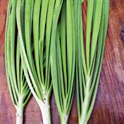 Amazon.com: Nira Garlic Chives - 1/2 oz. : Patio, Lawn & Garden