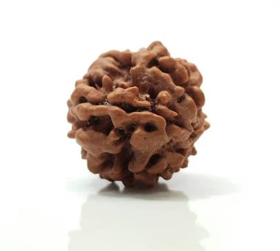 The Millennium Gallery 1 Mukhi Rudraksha Original Certified Nepali GOL ...