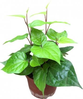 paan pata/Betel leaf plant : Amazon.in: Garden & Outdoors