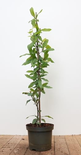 Nottingham, veredelter Mispelbaum (großfrüchtig), Buschbaum, 100-120cm ...