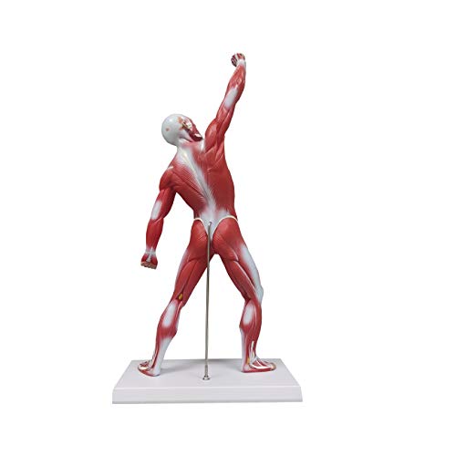 Ultrassist Human Muscle Figure, 20” Miniature Anatomy Muscular Model ...