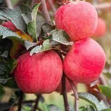 Fuji Apple Plant Live All Season Hybrid Dwarf (Seb Tree) Variety Fruit ...