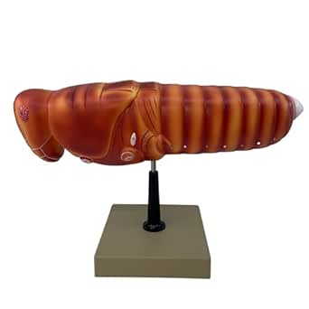 Eisco Labs - Locust Dissection Model - Enlarged Insect Anatomy ...