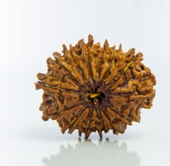 Om Sai.. Genuine Colour 14 Mukhi Rudraksha from Nepal Holy Beads ...