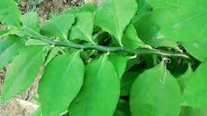 SelfLine | Naagdon Medicinal Plant - Free Paan Plant : Amazon.in ...