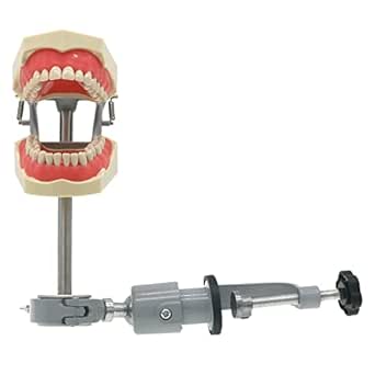 Amazon.com: Dental Typodont Model Fit Columbia Dentoform 860 Type with ...