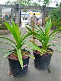 OXY GREEN PLANT® Rambha Plant, Basmati Plant, Pandan Plant,Biryani ...