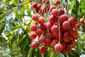 Rear Litchi Early Seedless Variety Lychee Fruit (Air layered/Grafted ...