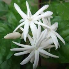 Uniquetree Kunda Flower Live Plant (Bangal Variety Healthy Rare Plant ...