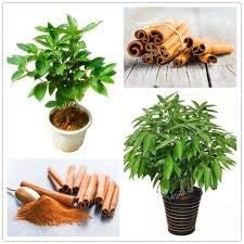 Cinnamon tree - How to grow & care