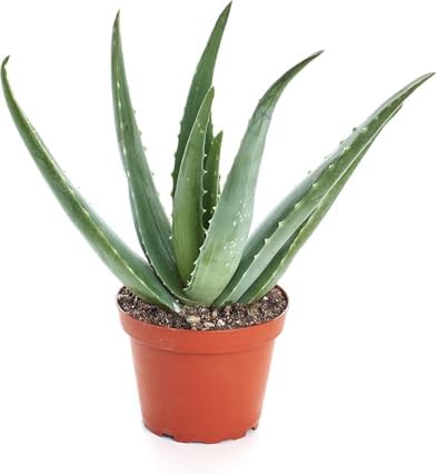 Amazon.com : Shop Succulents | Alluring Aloe Collection of Live Aloe ...
