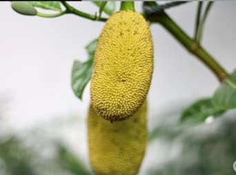 Cloud Farm " Combo All Time Dwarf Yellow Jackfruit" Seedless Gumless ...