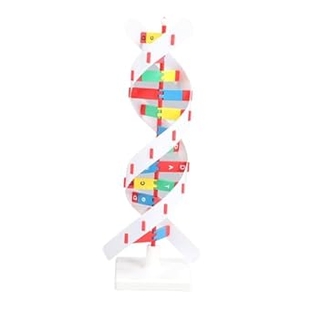 Amazon.com: Natudeco DNA Model Kit DNA Structure Model Double Spiral ...