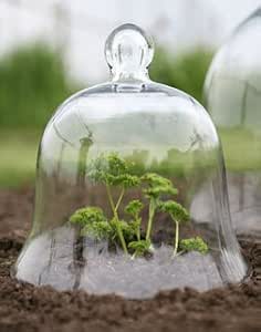 Amazon.com: Victorian style glass bell jar ( Bell jar - victorian style ...