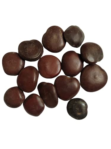 Buy ain Jumbo Tamarind Seed/Pahadi Imli Beej/Gaja Imli Bij/Tamarindus ...