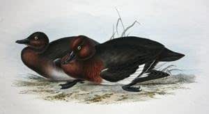 Amazon.com: White-eyed or Castaneous Duck. Anas leucopthalmos : John ...