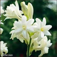 Tuberose/Rajnigandha Plant 1pic : Amazon.in: Garden & Outdoors