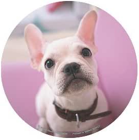 Amazon.com: Sanwa Supply MPD-208A Boston Terrier Mouse Pad : Office ...