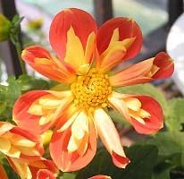 Amazon.com : Dahlia Collarette Dandy Mix 20 seeds : Patio, Lawn & Garden
