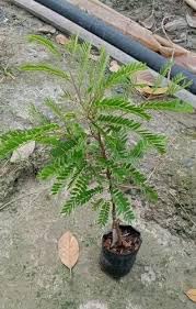 SANJU Outdoor Plant Tamarind Thai Sweet and Red Imli Fruit Grafted Live ...