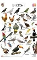 Buy Birds: 1 (Educational Wall Charts) Book Online at Low Prices in ...