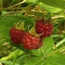 Raspberry plants grafted | grafted plants for raspberries, pack of 1 ...