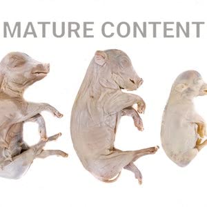 1 Wet Specimen Fetal Pig Preserved Collectible Taxidermy Piglet Oddity ...