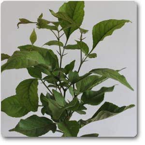 Plants Point Bel Tree, Bilva Patra, (Bel Patra Plant) Grown in Pot (1 ...