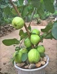 SelfLine | Original Draft 1 Kg Guava Live Plant Free Harjod Plant ...