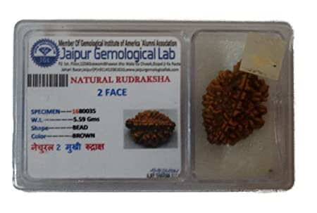 Two Face Rudraksha (2 Mukhi Rudraksh) Mantra Siddha Rudraksh with Lab ...