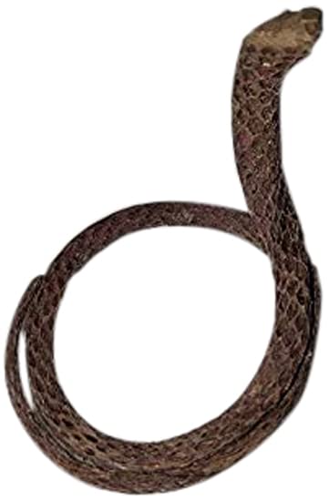 Hindu guru Goyal naag jadi garud FAL nag jadi : Amazon.in: Home & Kitchen