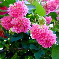 RADHA RANI PLANT HOUSE - Live Pink Dombeya Live Plant Healthy Rooted ...