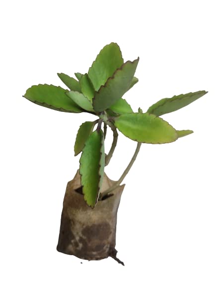 Bryophyllum Plant | Panfuti | Patharkuchi | Kidney stone Plant ...