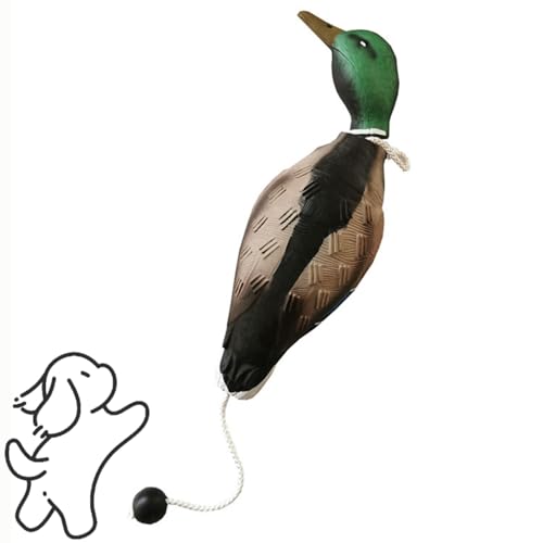 Amazon.de Bestseller: Die beliebtesten Artikel in Training Dummies für ...