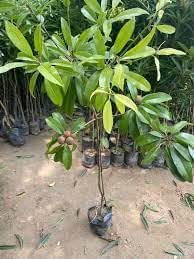 Sapota plant hybrid grafted (pack of 2) : Amazon.in: Garden & Outdoors