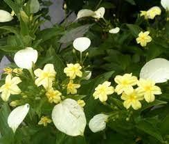 UNIQUETREE HYBRID YELLOW MUSANDA LIVE PLANT /WITH PLASTIC BAG GOOD ...