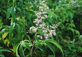 TROPIXX Vitex Negundo Leaves Powder (Nirgundi Leaves Powder # Nochi ...
