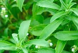 Kapebonavista® Yashtimadhu Mulethi Jethimadhu Licorice Candyleaf ...