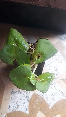 Centella asiatica live plant,thalkudi live plant for Plant Pack of 1 ...