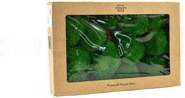 Company Interiors Preserved Bun Moss Dark | Small Box | Green for Moss ...